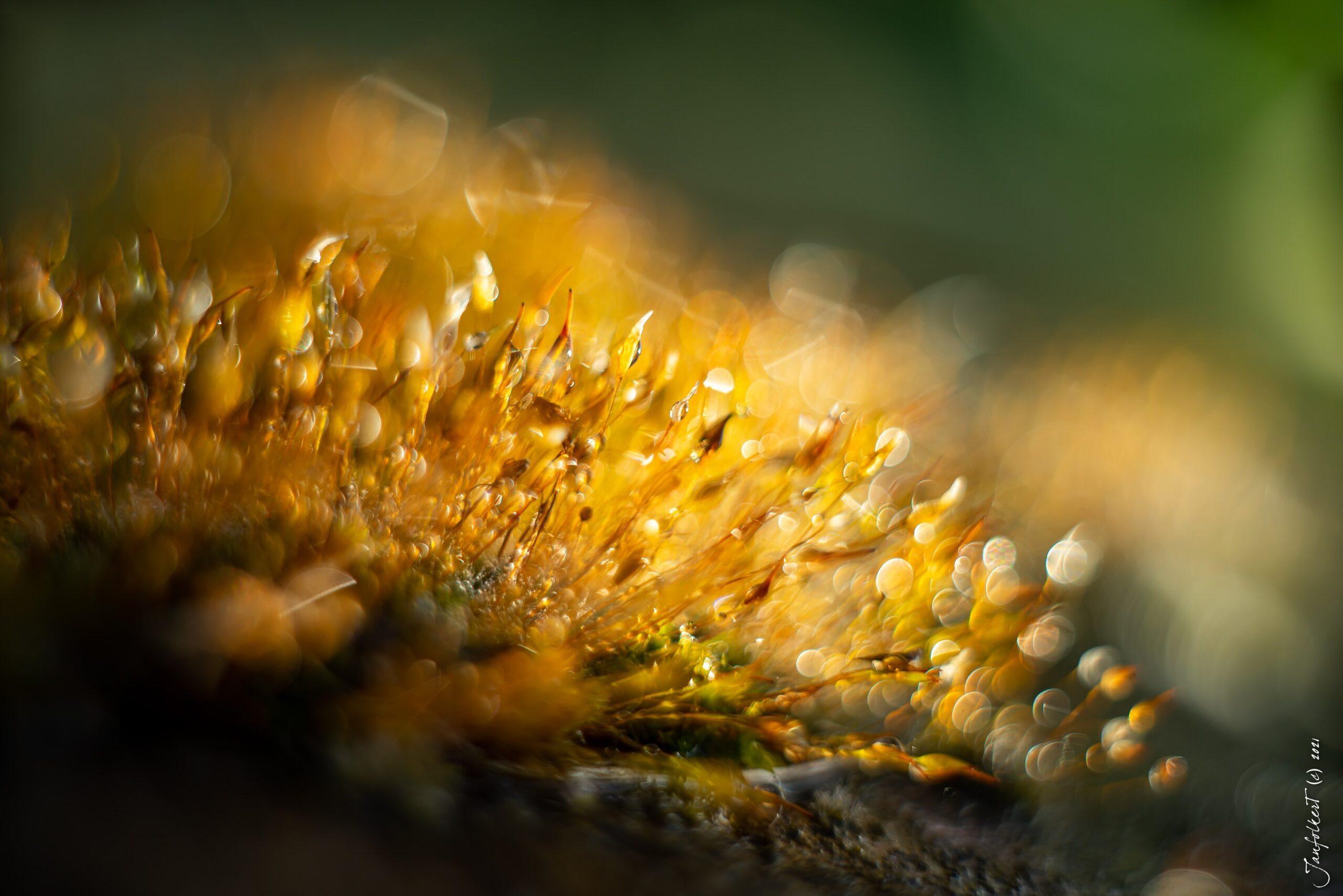 Fotoclub Passewaaij - Wijkvereniging Passewaaij